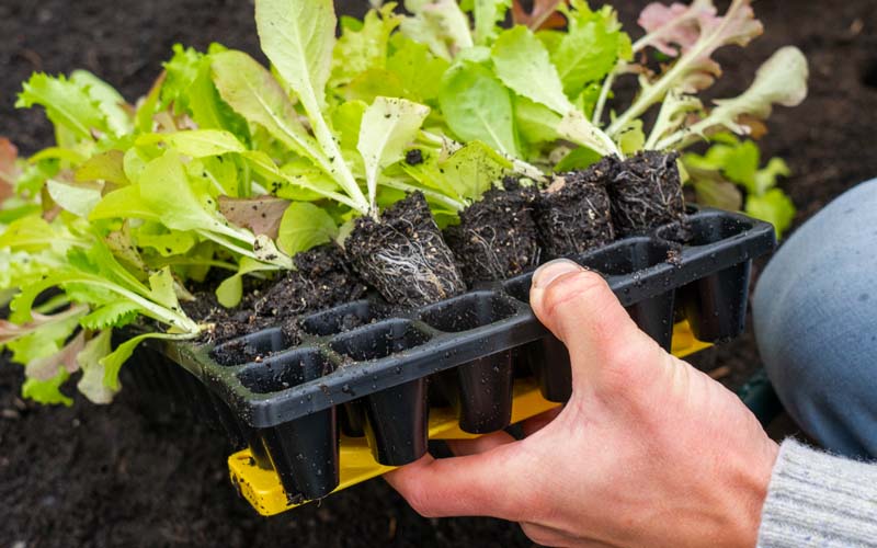 Plug Popper for Charles Dowding Seed Trays – All About The Garden